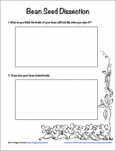 Dissect a Bean Seed {Science Invitation Saturday}